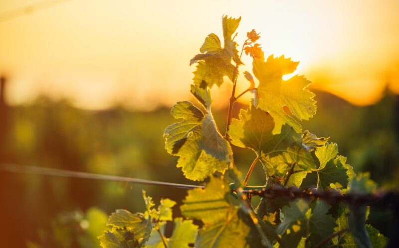 Карактеристики на тероарот – Monteko